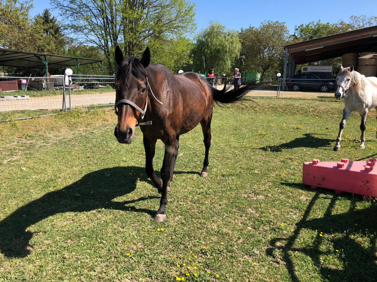 Faire un Don - Les Amis du Cheval de Strasbourg